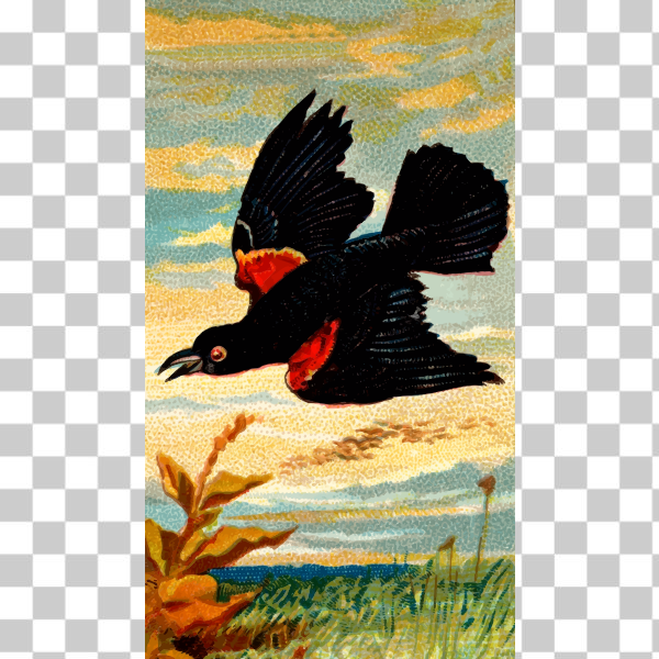 Free: SVG Starling image - nohat.cc