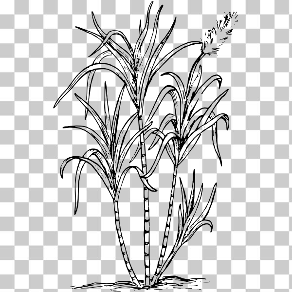 Free: SVG Sugar cane plant vector drawing - nohat.cc