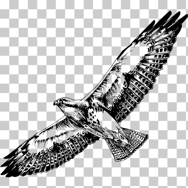 Free: SVG Swainson039s hawk image - nohat.cc