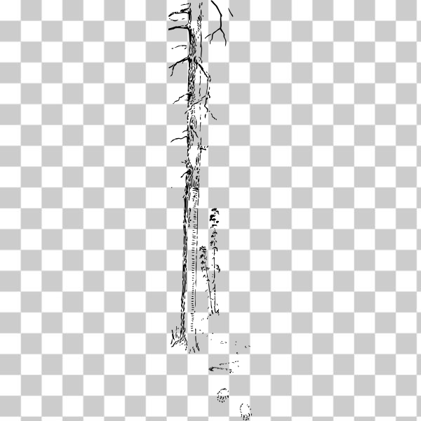 Free: SVG tall trees - nohat.cc