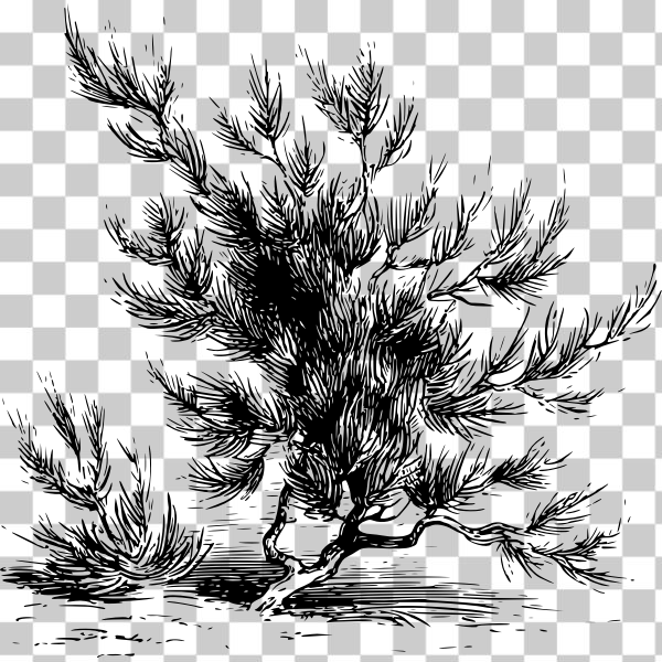 Free: SVG Tamarix Articulata plant - nohat.cc