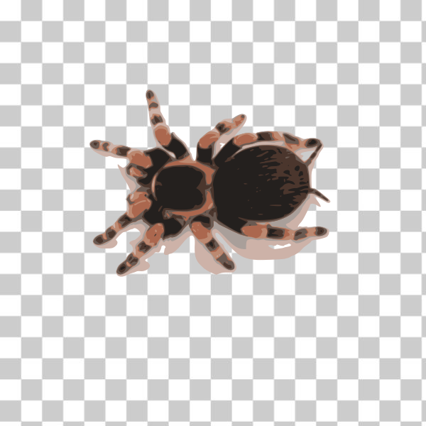 Free: SVG tarantula - nohat.cc