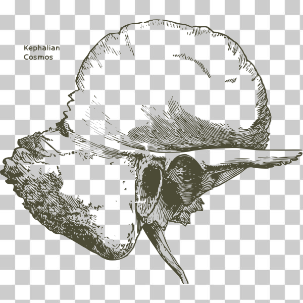 Free: SVG Temporal bone - nohat.cc