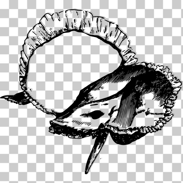 Free: SVG Temporal bone image - nohat.cc