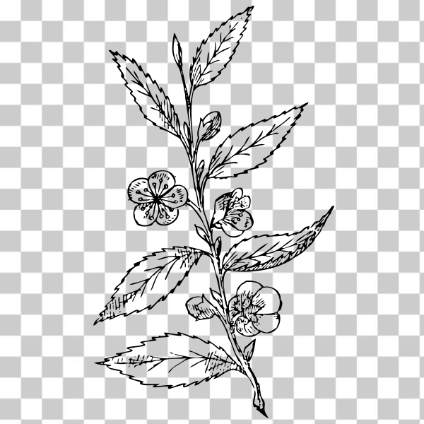 Free: SVG Thea sinesis plant vector illustration - nohat.cc