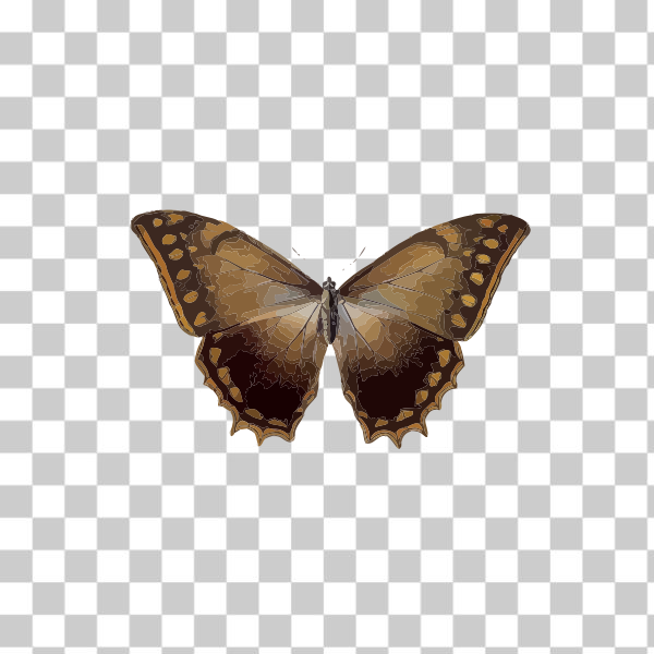 Free: SVG Theseus morpho - nohat.cc