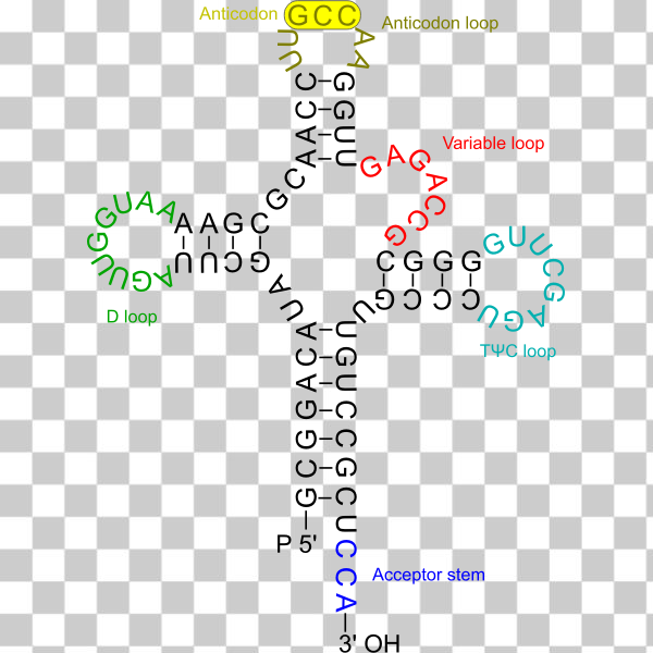Free: SVG Transfer RNA 2 - nohat.cc