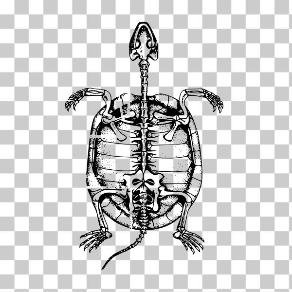 Free: SVG Turtle skeleton vector graphics - nohat.cc