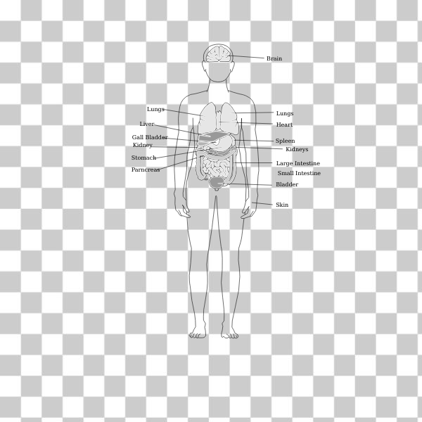 Vector Clip Art Of Diagram Of The Human Body Free Svg