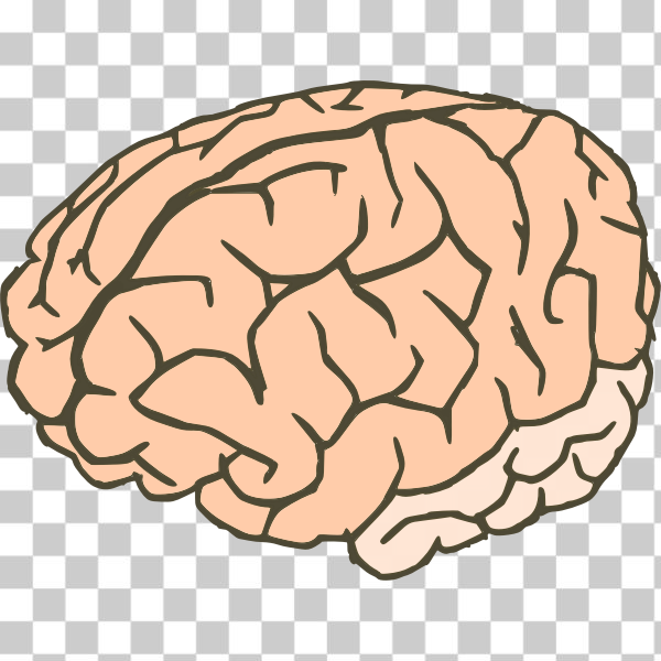Free: SVG Vector clip art of human brain in 2 colors - nohat.cc