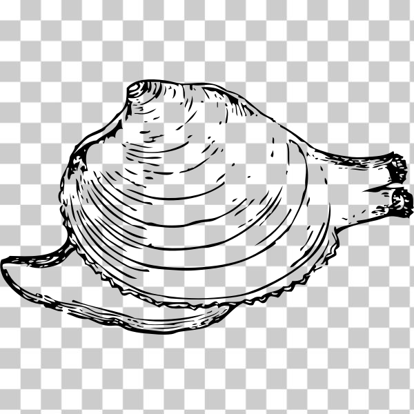 Free: SVG Vector clip art of quahog - nohat.cc