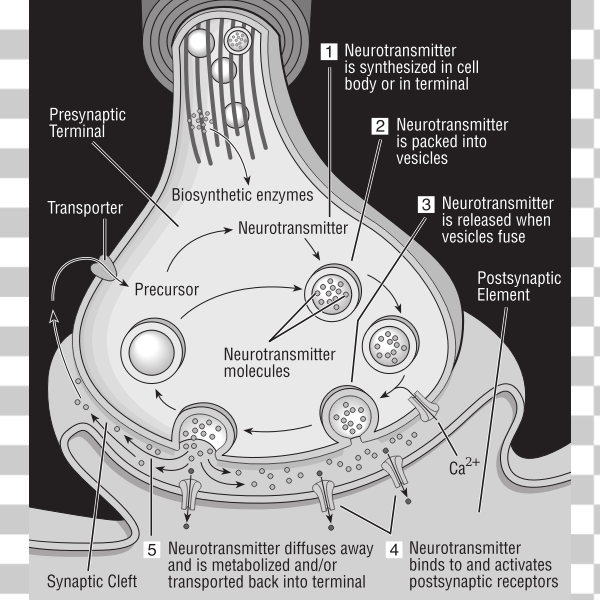 Free: SVG Vector diagram of synapse - nohat.cc
