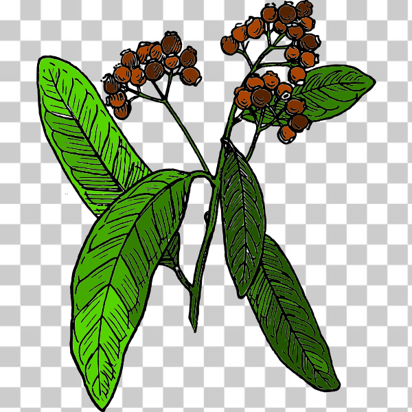 Free: SVG Vector drawing of allspice fruit - nohat.cc