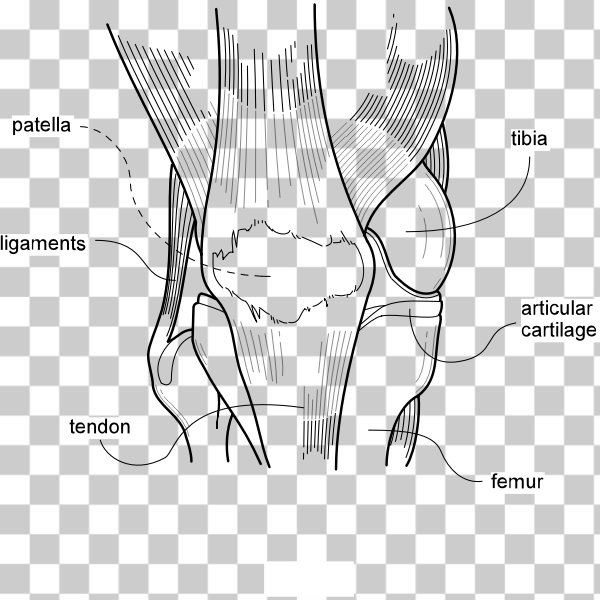 Free: SVG Vector drawing of knee diagram - nohat.cc