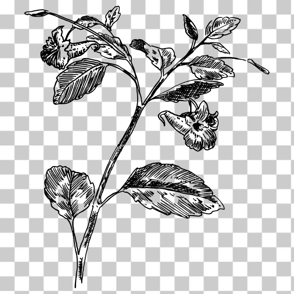 Free: SVG Vector drawing of sensitive plant - nohat.cc