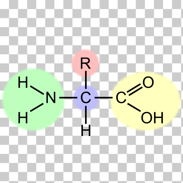 Free: SVG Vector image of amino acid scheme - nohat.cc