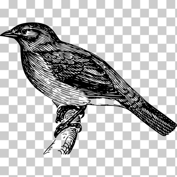 Free: SVG Vector image of bulbul - nohat.cc