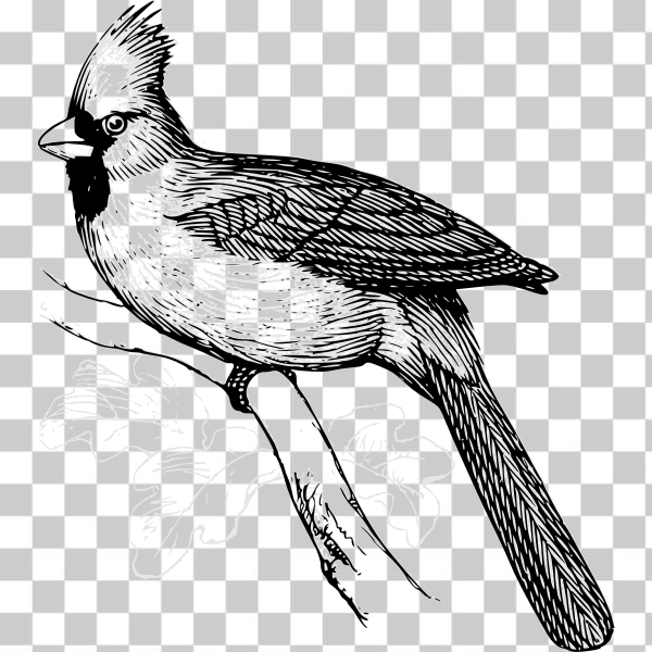 Free: SVG Vector image of cardinal bird on a branch - nohat.cc