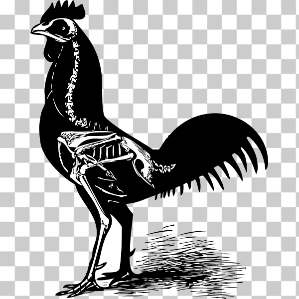 Free: SVG Vector image of chicken skeleton - nohat.cc