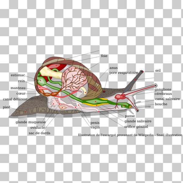 Free: SVG Vector image of diagram of snail body - nohat.cc