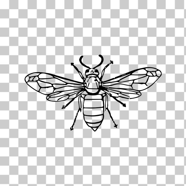 Free: SVG Wasp illustration - nohat.cc