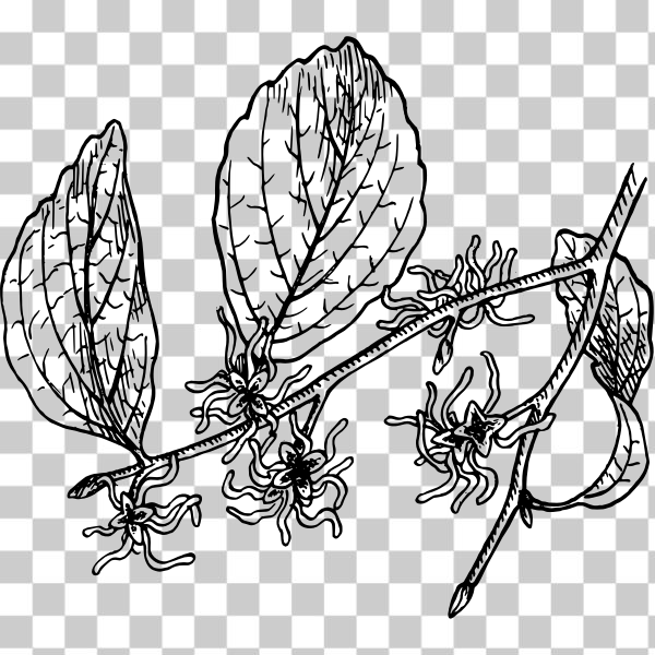 Free: SVG Witch Hazel - nohat.cc