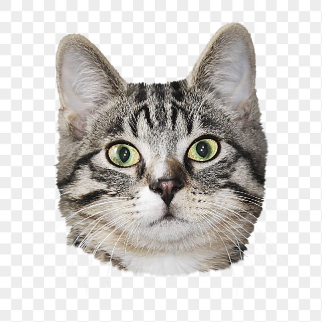 Free: Tabby cat png sticker, transparent | Free PNG - rawpixel - nohat.cc