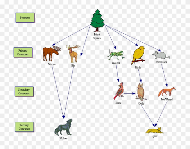 Taiga Food Web Biome Project Blog: Taiga Food Web By Michael Benitez