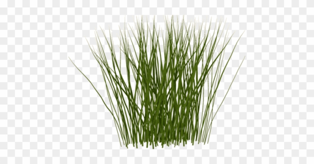 Grass Alpha Texture