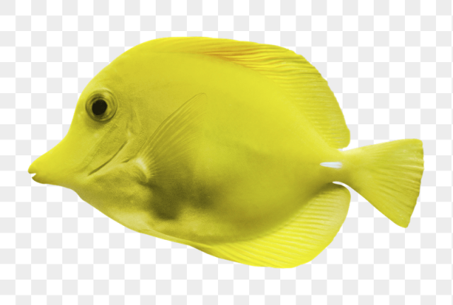 Free: Tang fish png sticker, transparent | Free PNG - rawpixel - nohat.cc