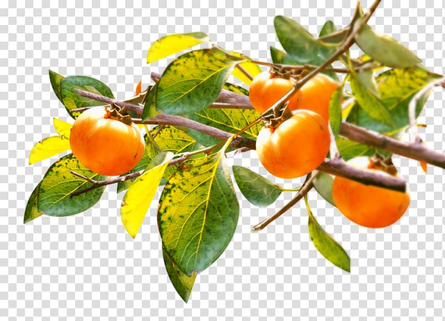 Free: Template, Persimmon Tree Ornament transparent background PNG ...