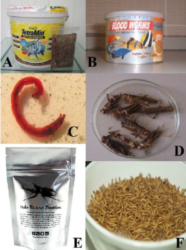 Free: The feeds used in the experiment: A) Tetramin fish flake food as ...
