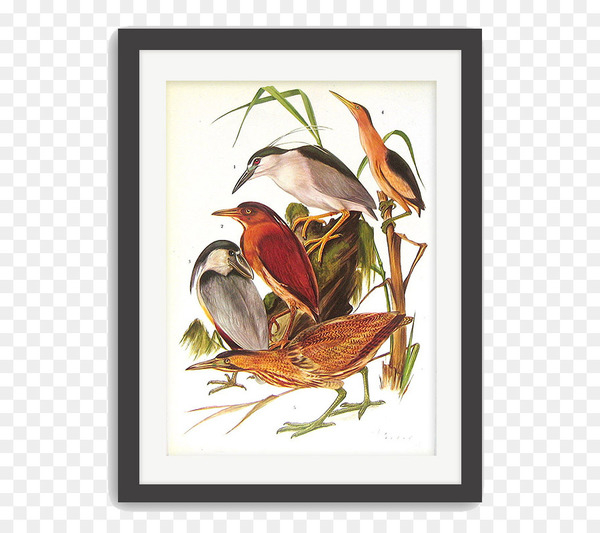Free: The Illustrated Encyclopedia of Birds Grzimeks Animal Life ... Free: The Illustrated Encyclopedia of Birds Grzimeks Animal Life ...