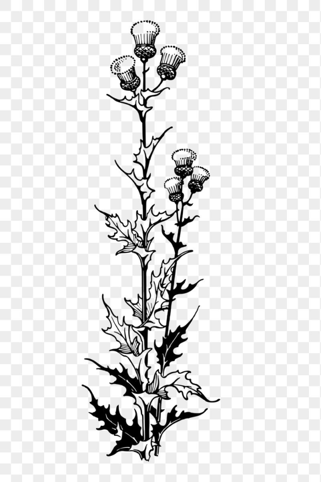 Free: Thistle flower png sticker illustration, | Free PNG - rawpixel ...