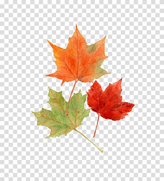 Free: Three assorted-color maple leaves, Autumn Leaves Maple leaf ...