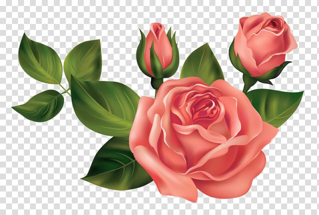 Free: Three red roses , Rose , Roses transparent background PNG clipart ...