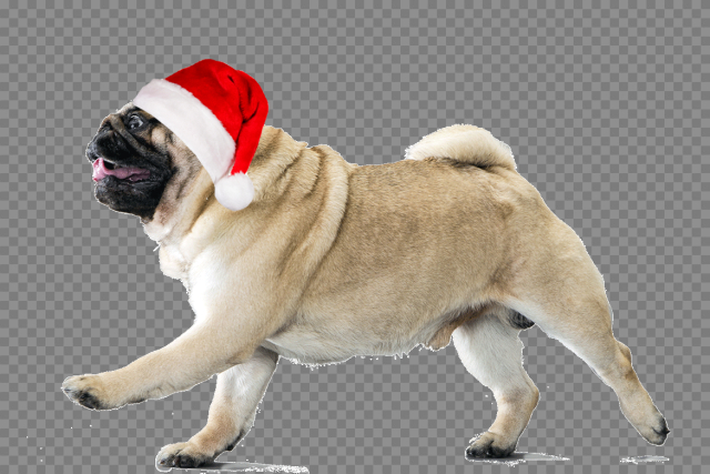 Free: Thug Life Pug Download Transparent PNG Image - nohat.cc