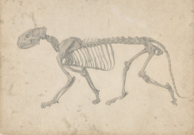 Free: Tiger Skeleton, Lateral View (Finished | Free Photo - rawpixel - nohat.cc