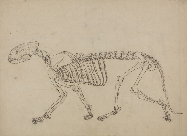 Free: Tiger Skeleton, Lateral View (Study | Free Photo - rawpixel ...