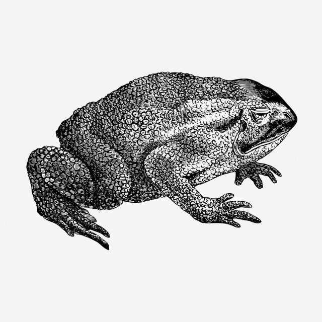 Free: Toad drawing, vintage animal illustration. | Free Photo ...