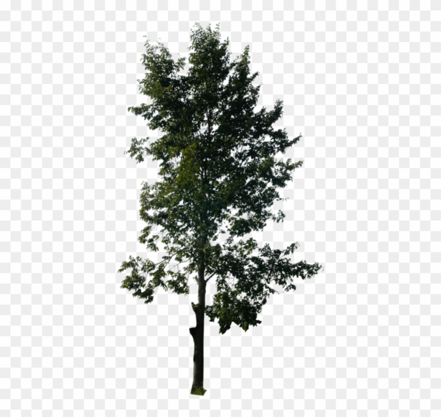 Free: Transparent Trees - nohat.cc