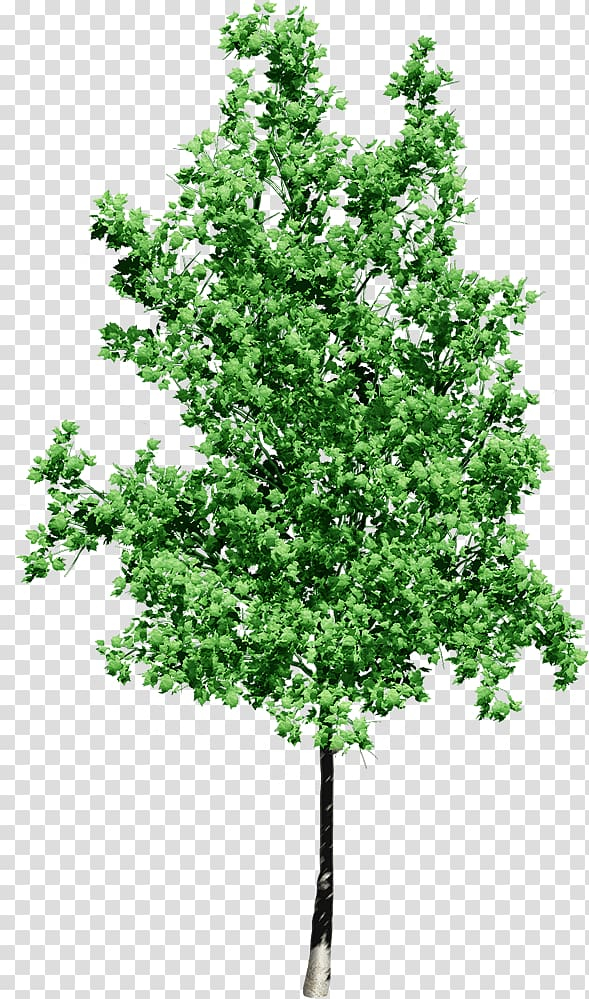 Free: Tree Alpha compositing , leaves watercolor transparent background ...