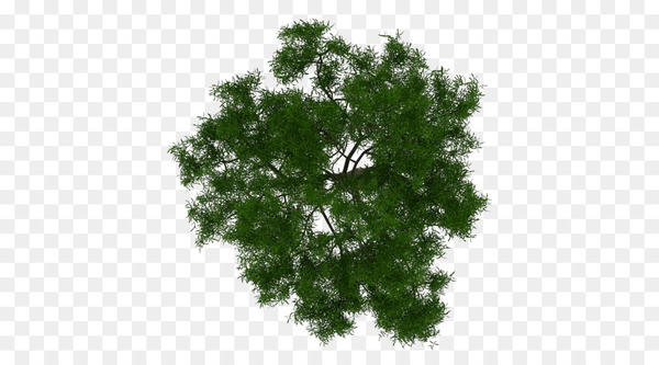Free: Tree Architecture Plant Project - tree plan - nohat.cc