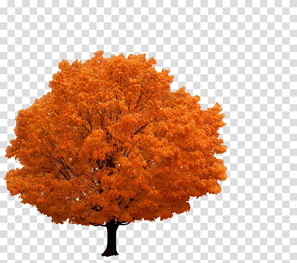 Free: Tree Branch Autumn, tree transparent background PNG clipart ...