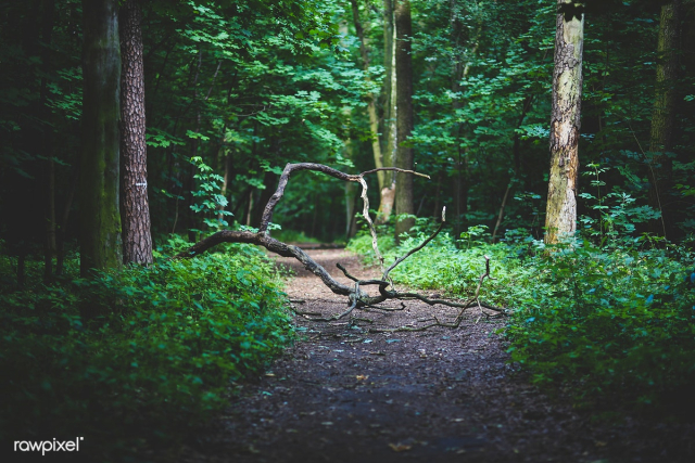 Free: Tree branch on the trial. Visit Kaboompics fo.. | Free stock ...