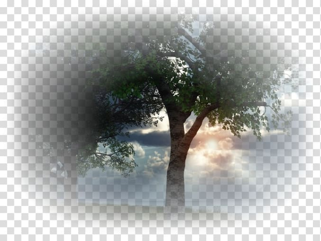 Free: Tree Desktop Landscape Sunlight, tree transparent background PNG ...