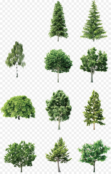 Free: Tree Element Euclidean vector - Vector Hand-painted trees - nohat.cc