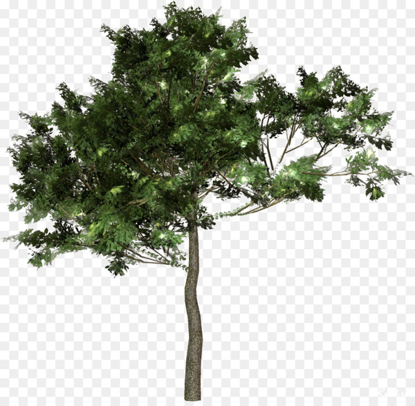 Free: Tree Forest Clip art - tree - nohat.cc