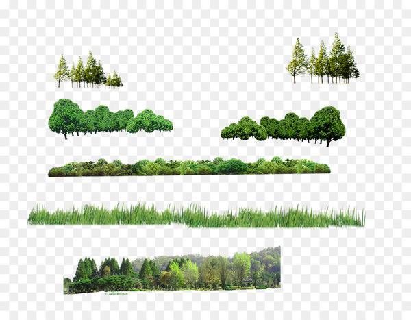 Free: Tree Forest Computer file - forest - nohat.cc