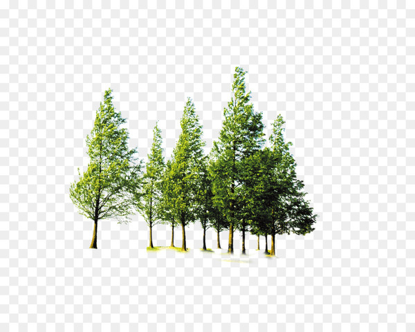 Free: Tree Forest Computer file - Forest trees - nohat.cc